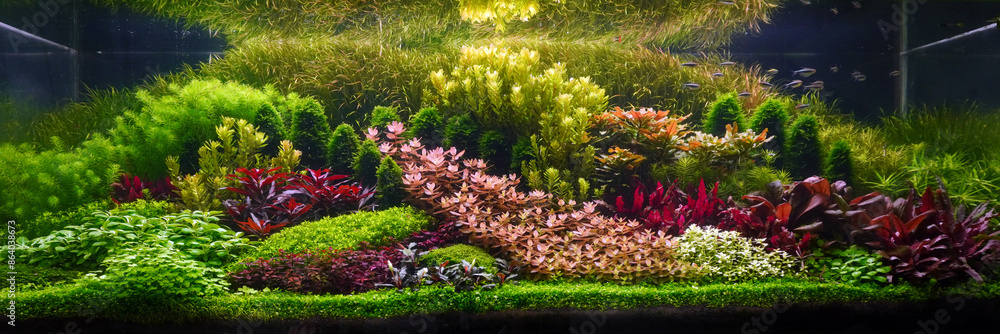 Colorful planted aquarium tank. Aquatic plants tank. Dutch inspired ...