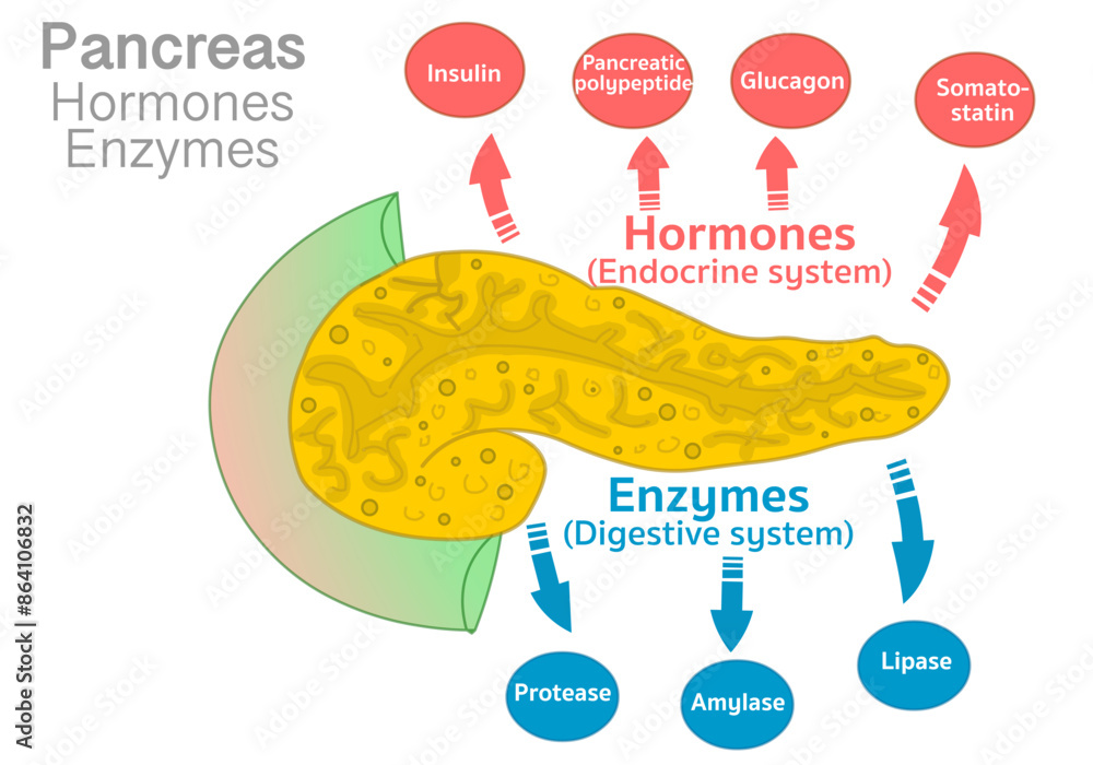 Pancreas function, hormones, enzymes. Hormones: pancreatic polypeptide ...
