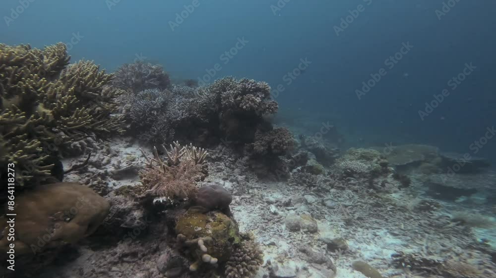 Underwater Flight over a deep sea coral reef teeming with marine life ...