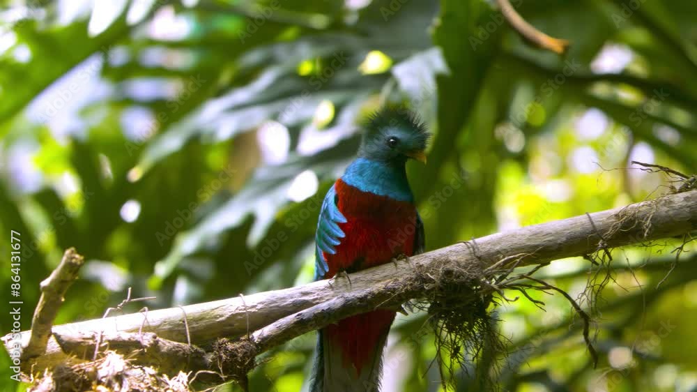 A Quetzal landing on a tree branch in a Guatemalan jungle vídeo de ...