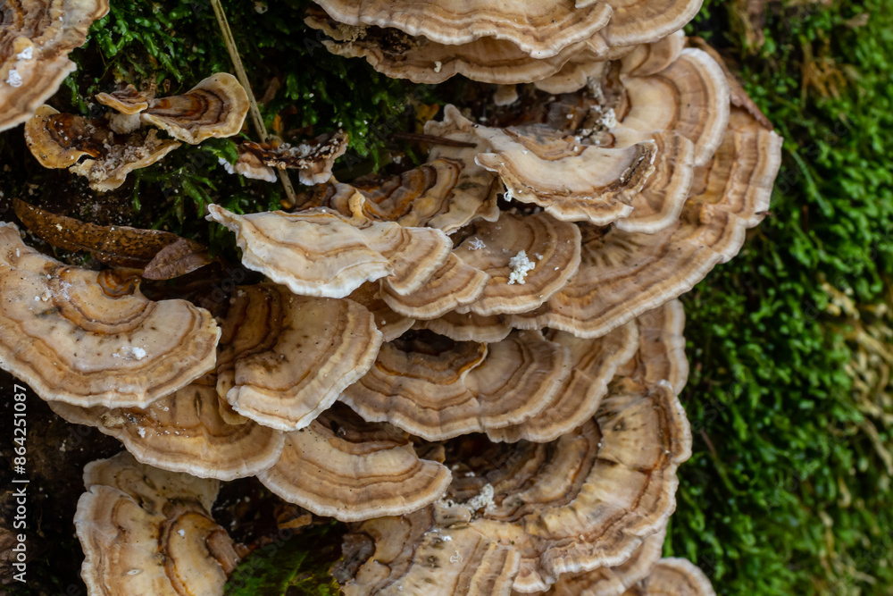 Trametes versicolor, also known as Polyporus versicolor, is a common ...