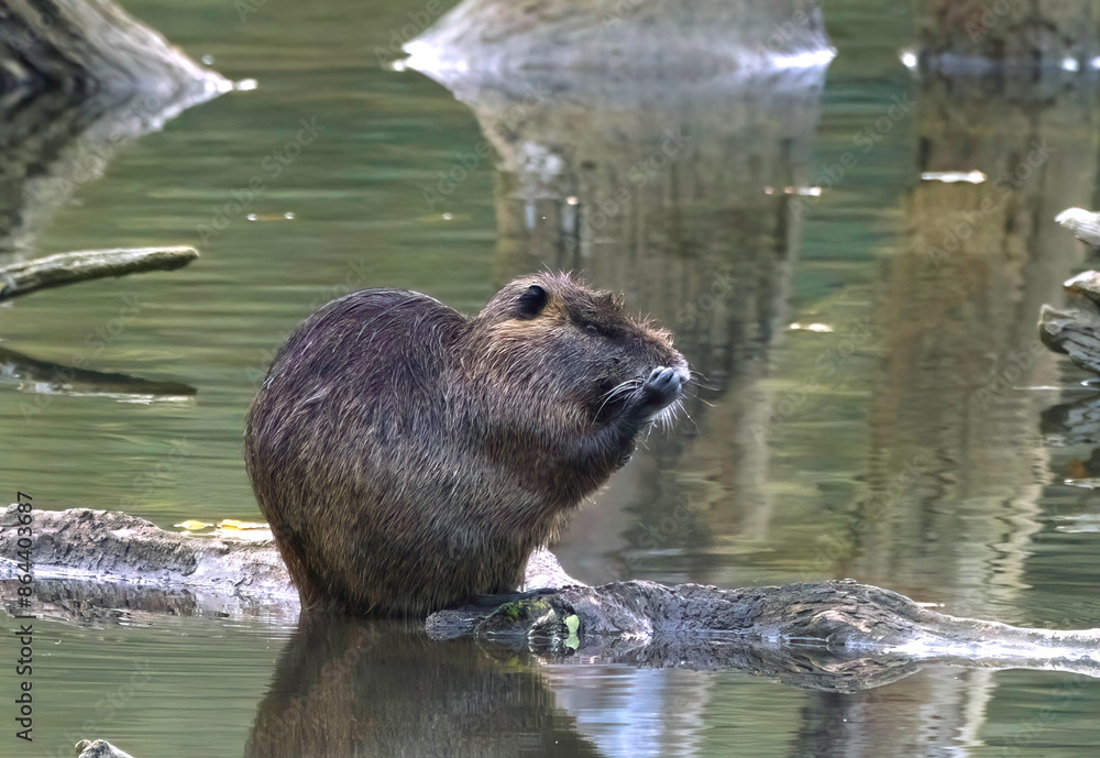 coypu in the pond, coypu in the water, nutria in the river, cute coypu ...