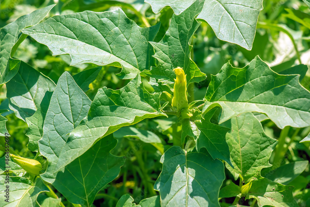 Fragrant trumpet-shaped datura,stramonium flower blooming in nature ...
