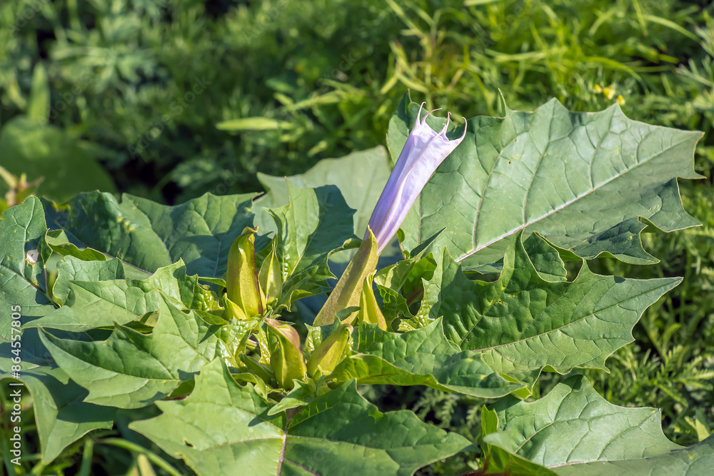 Fragrant trumpet-shaped datura,stramonium flower blooming in nature ...