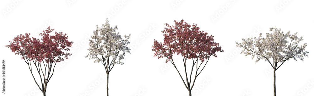 Set of Malus (Crabapples Flowering white Crab apple) big bush flowering ...