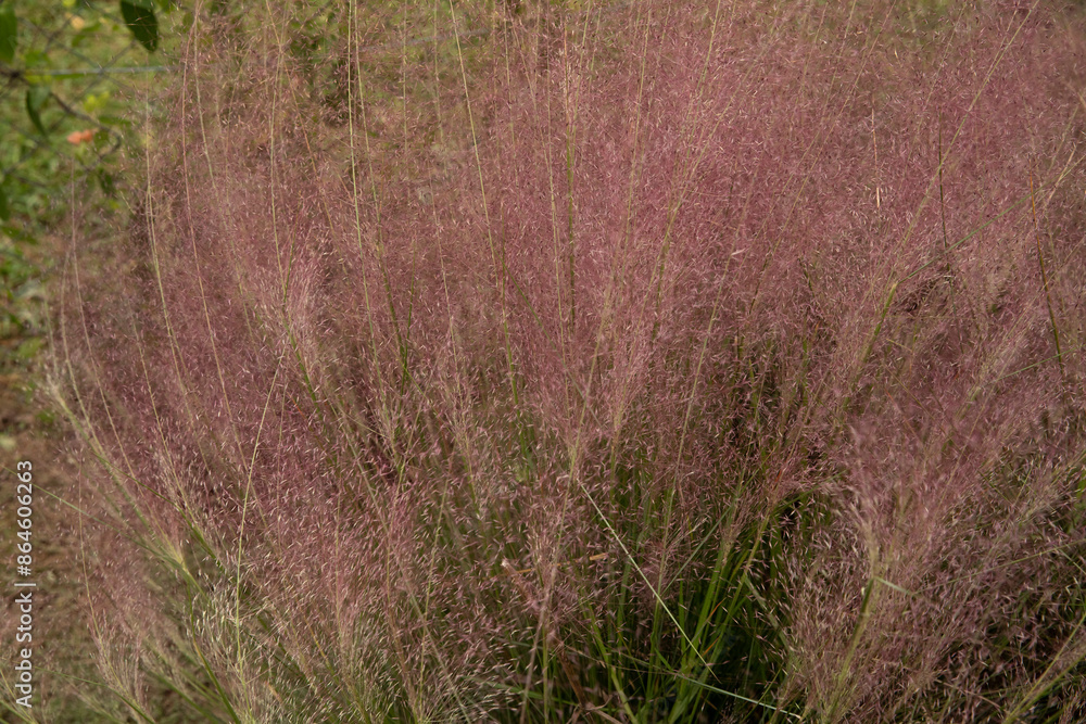 Natural background. Ornamental grass flowers texture and pattern ...