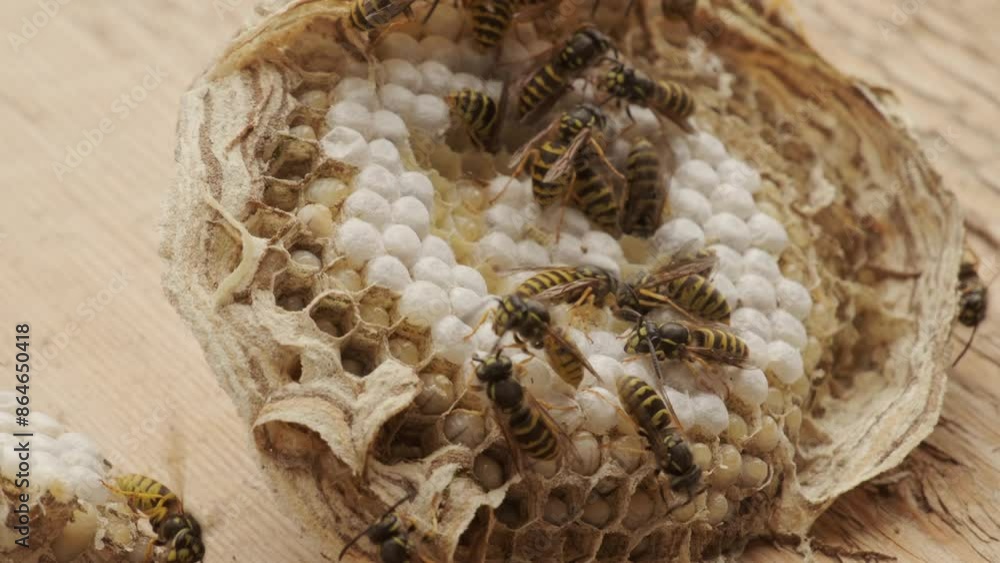 Vespula vulgaris Wasp swarming in honeycomb, honeycombs showing insect ...