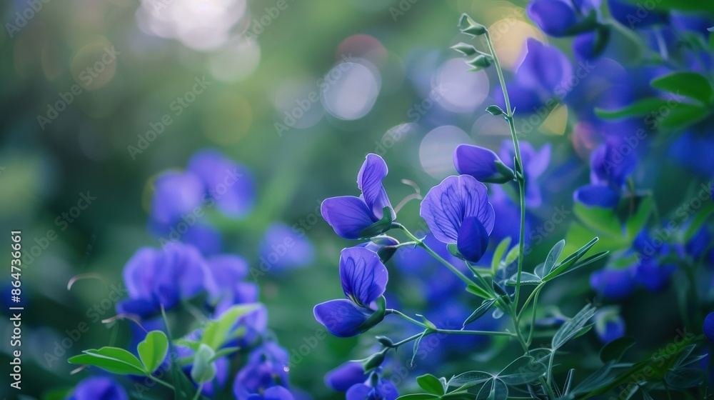 Lush garden scene featuring the blue pea flower (Dok Anchan), known for ...