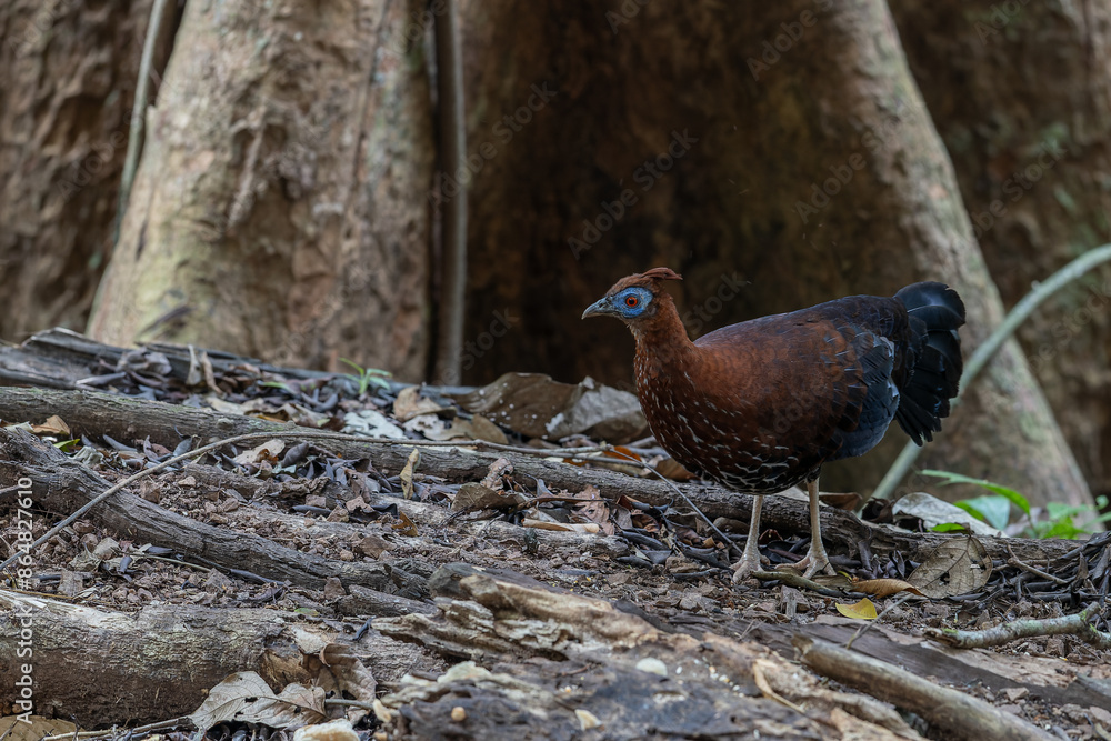 A magnificent Bornean Crested Fireback, scientifically known as Lophura ...