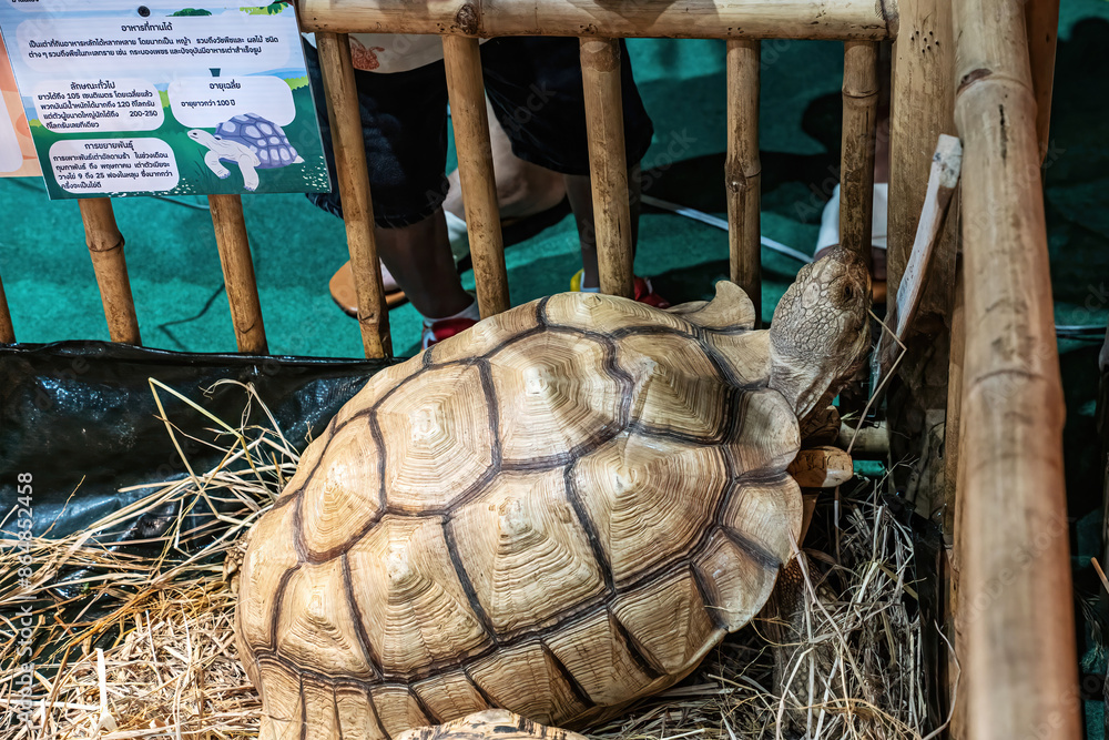 Foto de African spurred tortoise or sulcata tortoise, is an endangered ...