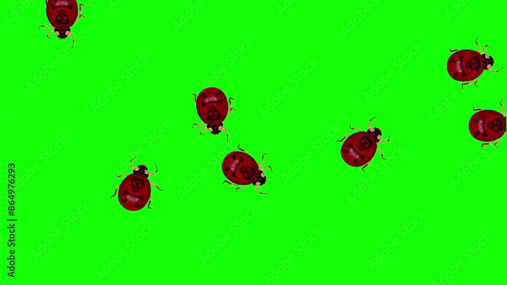 Swarm of 13 Bloody Ladybird Red Beetle Bugs with Black Jolly Roger ...