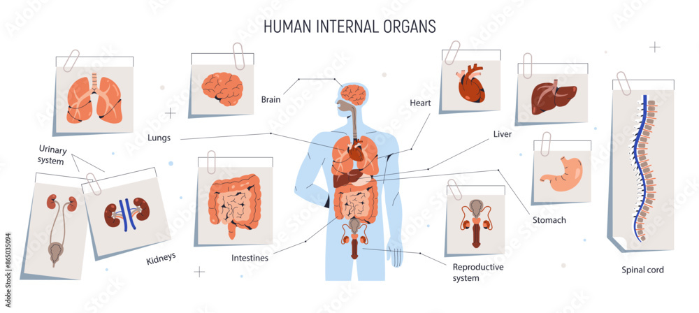 Internal inner organs, human body chart. Anatomical infographic ...