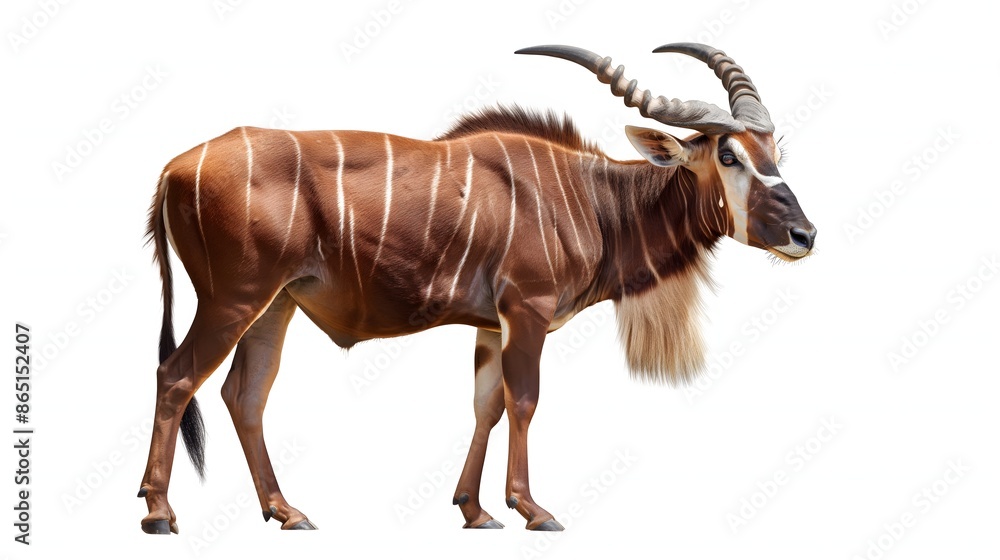 2. Create a high-resolution image of a Bongo showcasing its distinctive ...