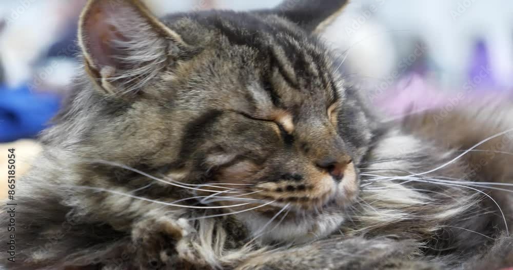 Maine Coon - large domesticated cat breed, one of oldest natural breeds ...