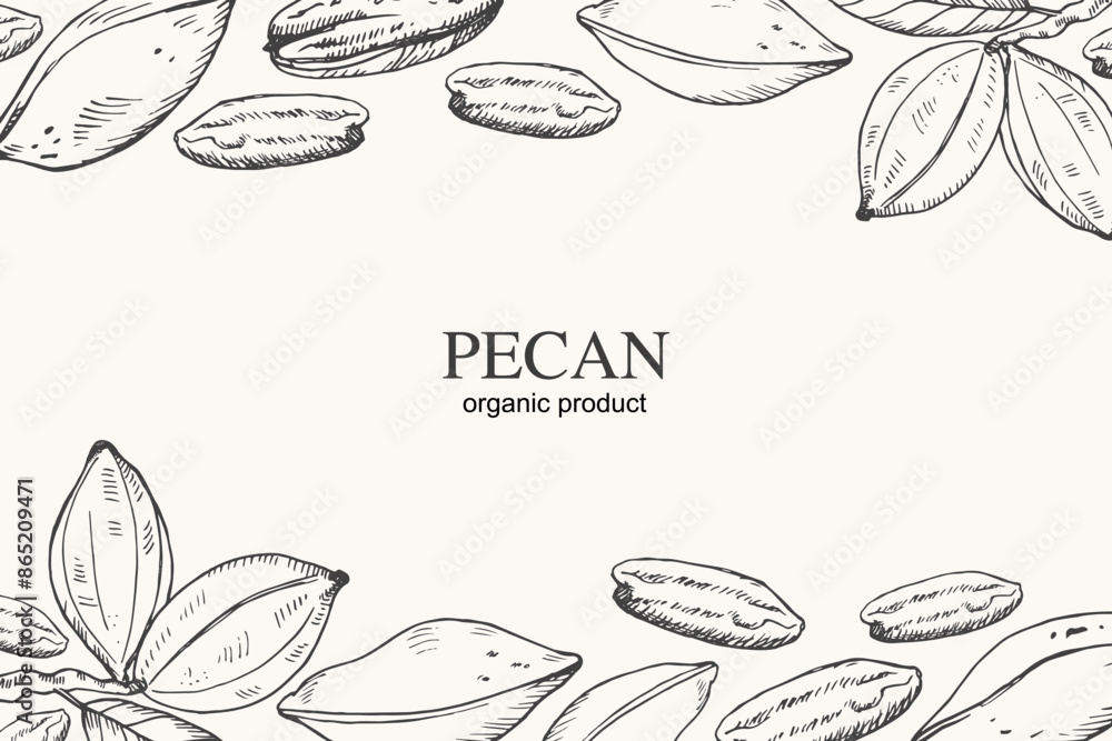 Pecan nuts banner background. Hand drawn vector with engraved nutty ...