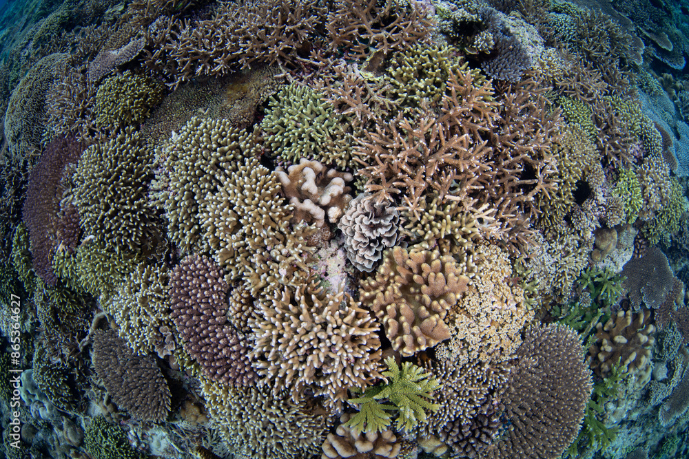 Healthy corals cover a beautiful reef slope on a remote island in the ...