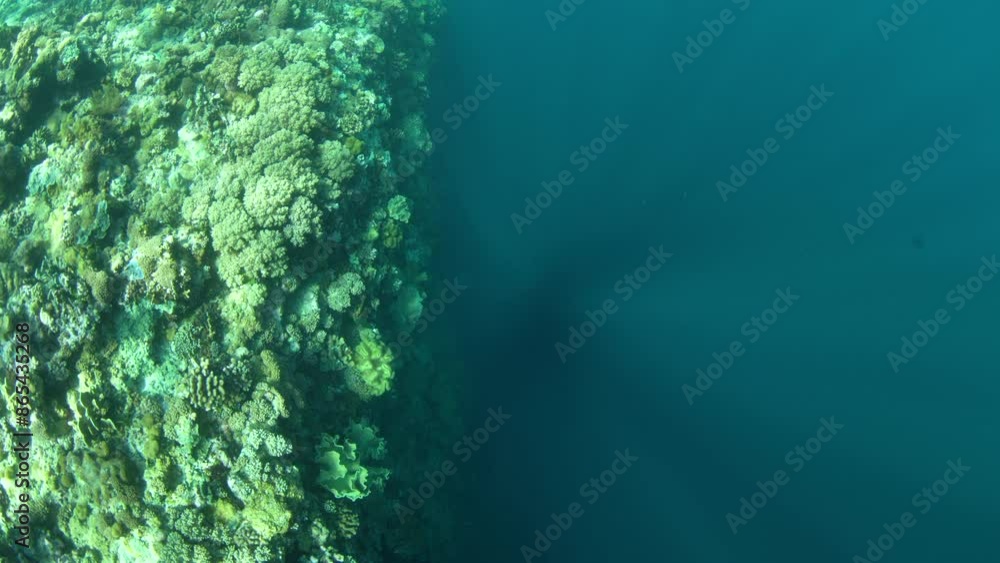 Colorful fish and healthy corals cover a reef slope on a remote island ...