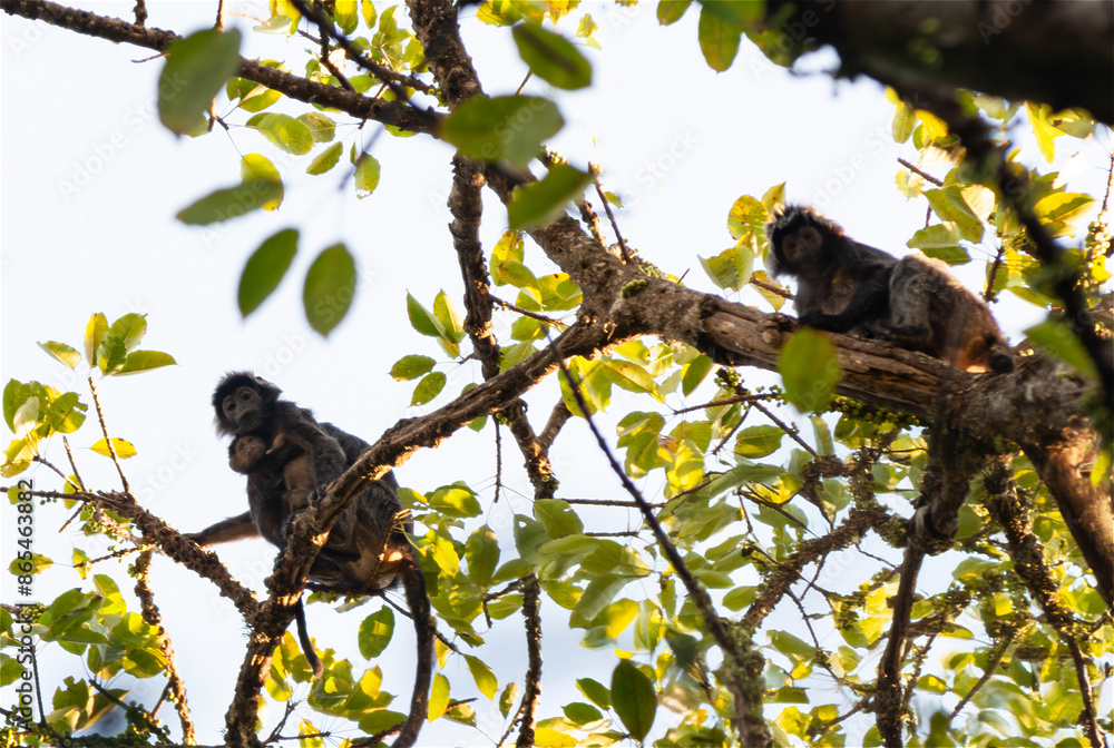 two females with their baby primates Trachypitecus Auratus on the ...