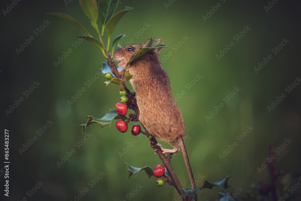 a wood mouse, apodemus sylvaticus, in the garden, is climbing on a ilex ...
