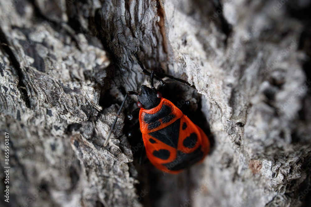 Firebug, Pyrrhocoris apterus, a common insect. Close-up of a swarm of ...