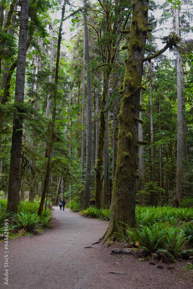 Hiking a trail in among the tall trees of the Olympic National Park ...