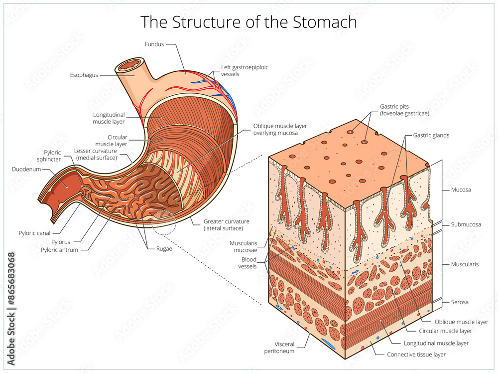 Structure of stomach medical educational PNG illustration. Medicine ...