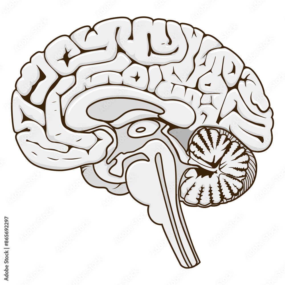 Structure of human brain section schematic PNG illustration. Medical ...
