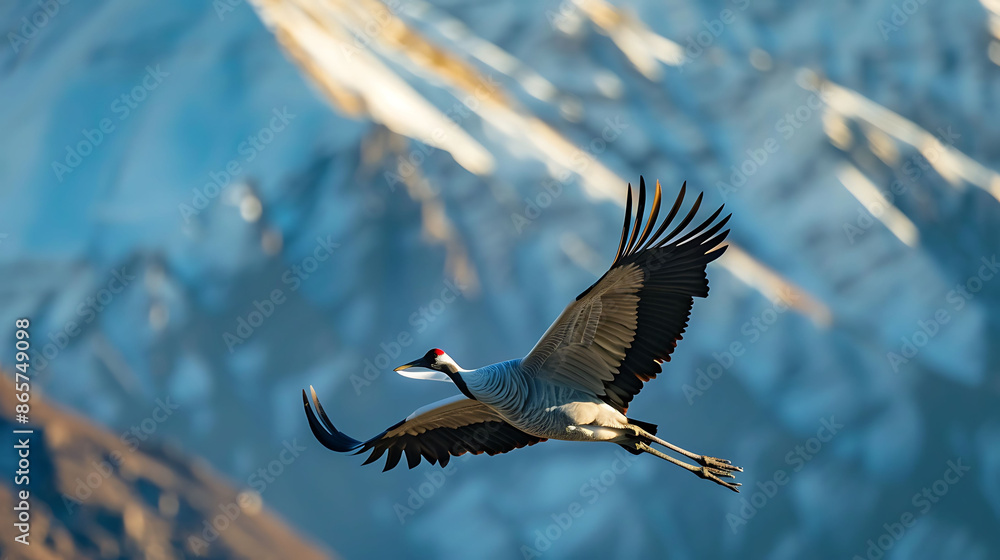 Rare blacknecked crane flying over Himalayas highlighting the unique ...