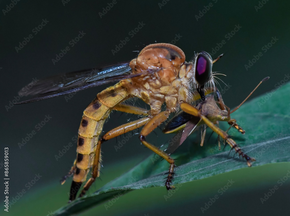 Robber fly, t is a family of bandit flies, also known as killer flies ...