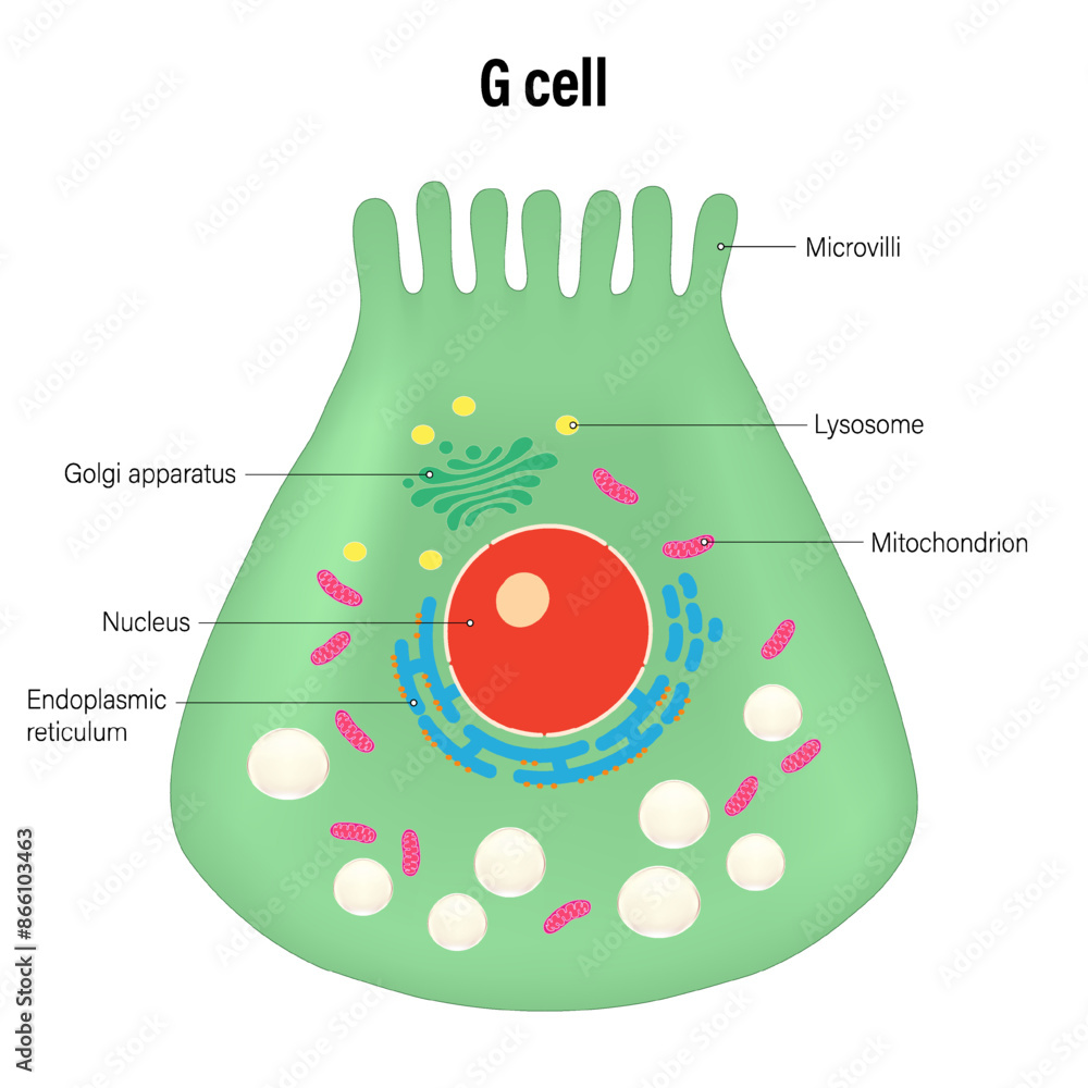 The G cell of the stomach wall vector. Types of secretory cells in gastric glands. Stock Vector ...