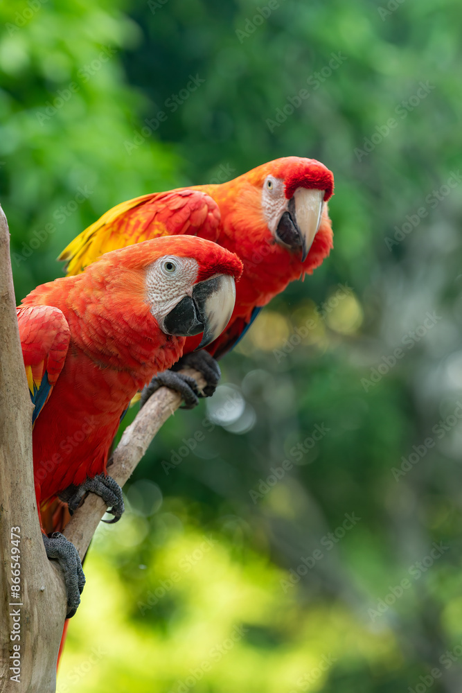Scarlet macaw (Ara macao) is a large yellow, red and blue Neotropical ...