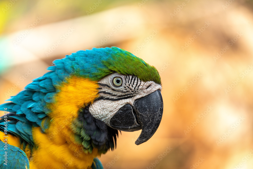 Blue-and-yellow macaw (Ara ararauna), also known as the blue-and-gold ...