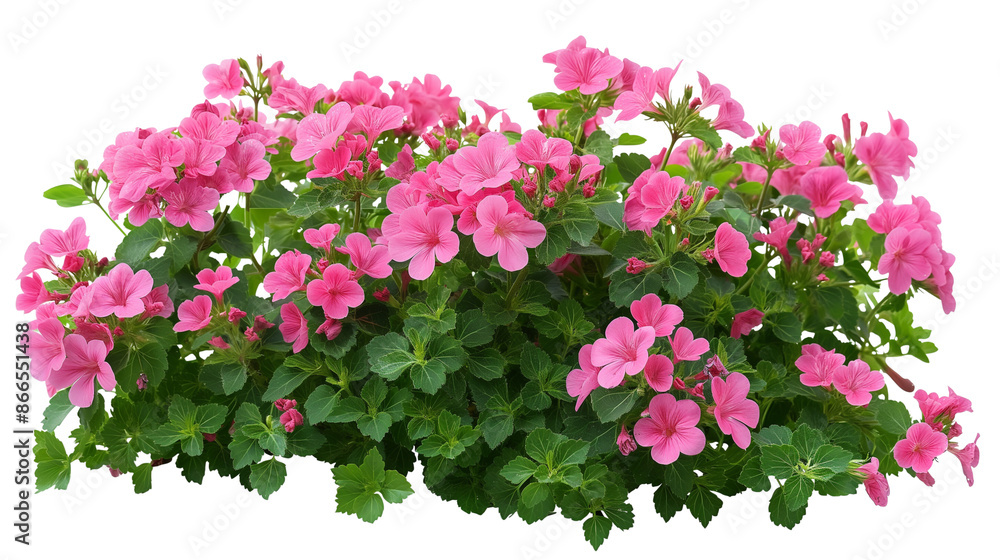 Bush of geranium ,Flower bush shrub tree plant isolated tropical jungle ...