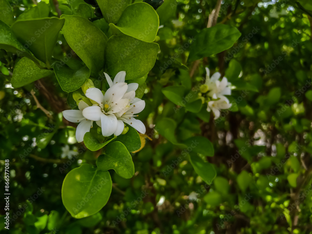 Murraya paniculata, commonly known as orange jasmine, kamini is a ...
