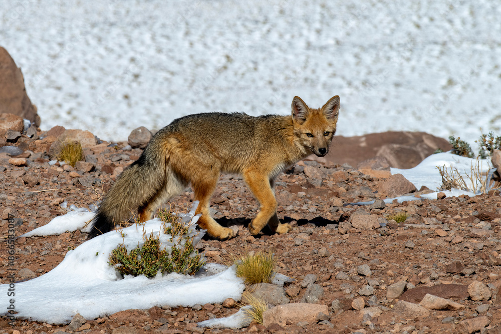 One animal of the species Culpeo (Lycalopex culpaeus) or Culpeo zorro ...