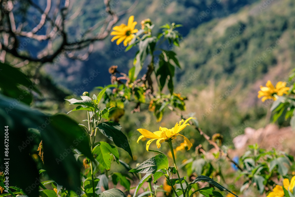 Wild sunflowers in the streets of Baguio City Philippines. Stock Photo | Adobe Stock