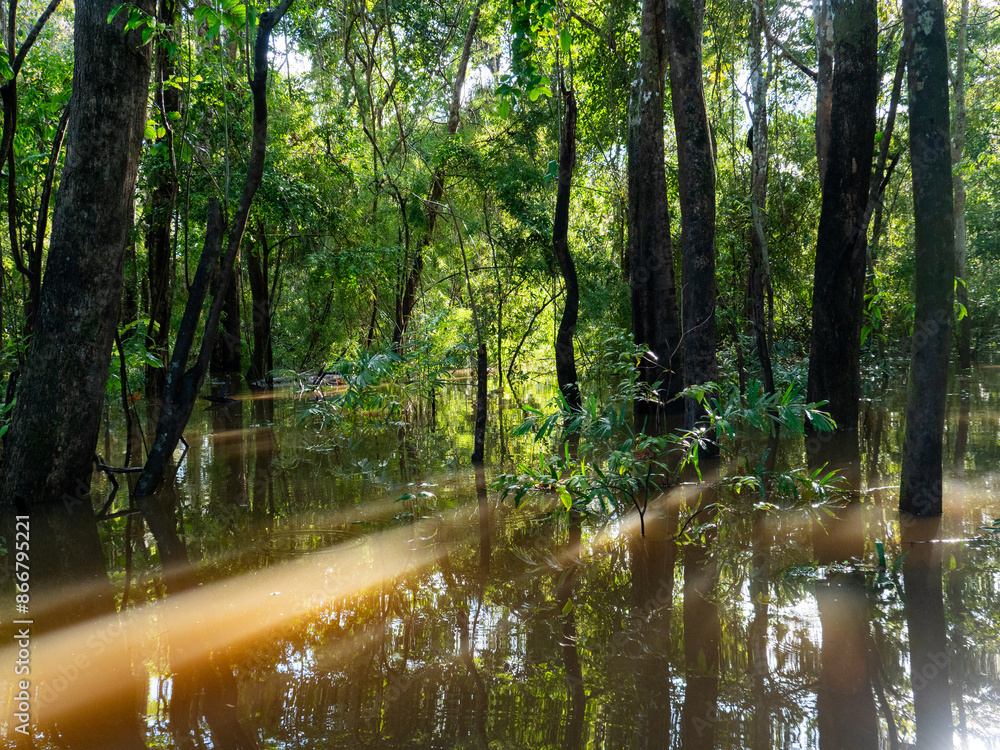 Rainforest on the Rio Purus, a tributary of the Amazon, west of Manaus ...