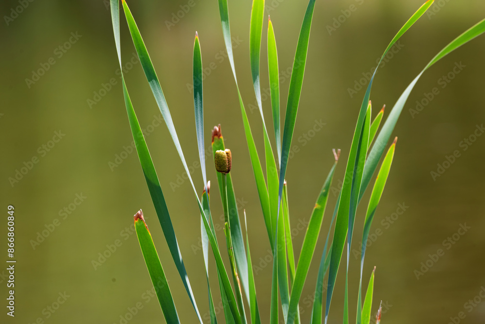 Broad-leaved cattail (Typha latifolia) is native flower in north ...