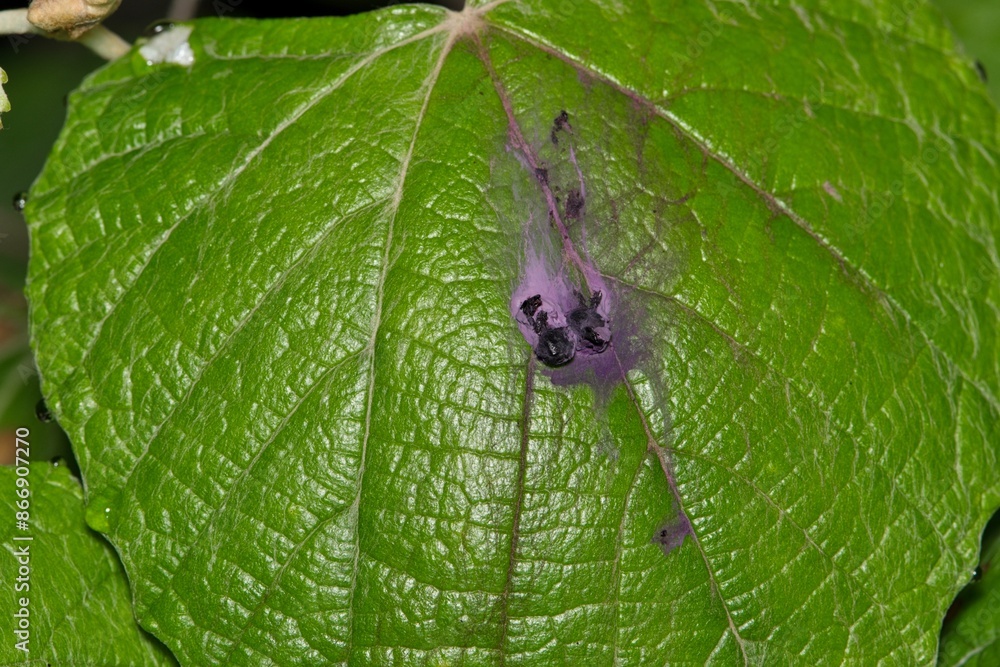Bird berry poop stains on mulberry leaf dropping stain plants cleaning ...