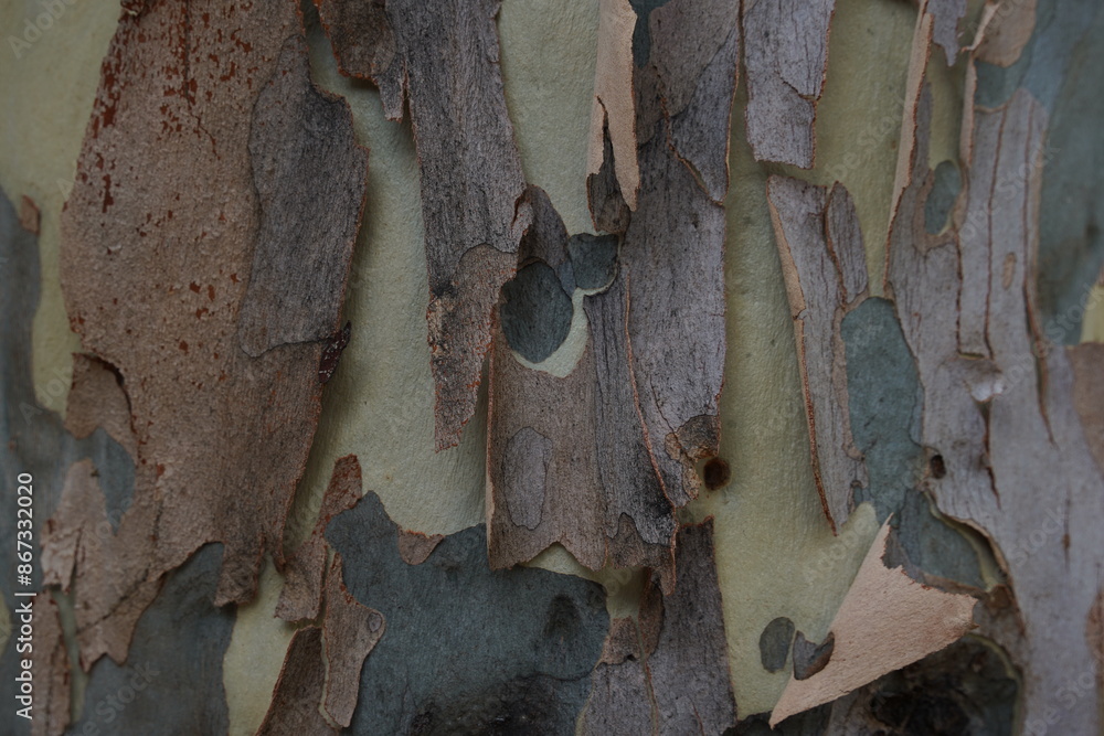 Camouflage Pattern of Peeling Bark. Natural green, yellow, gray and ...