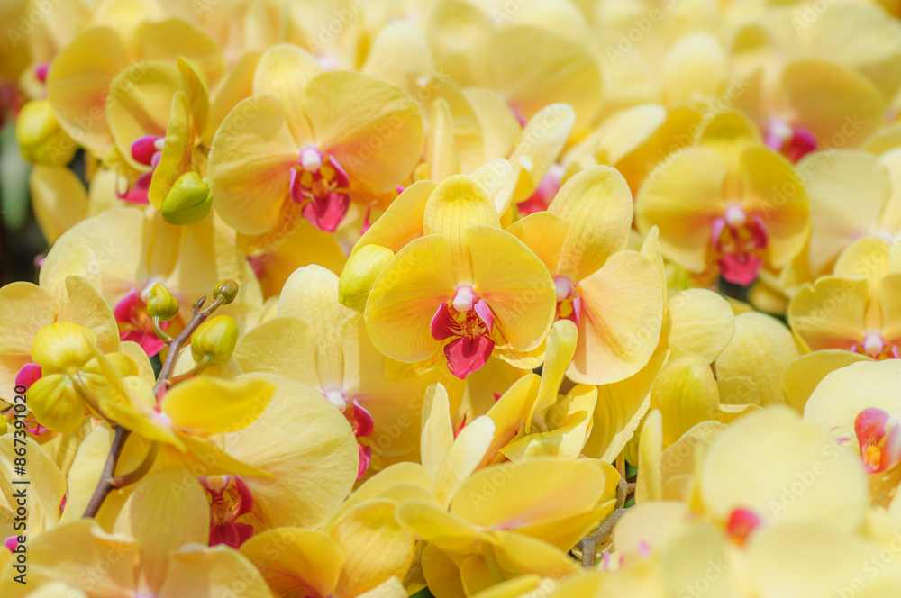 Poster Phalaenopsis orchid inflorescence with bright yellow flowers and ...