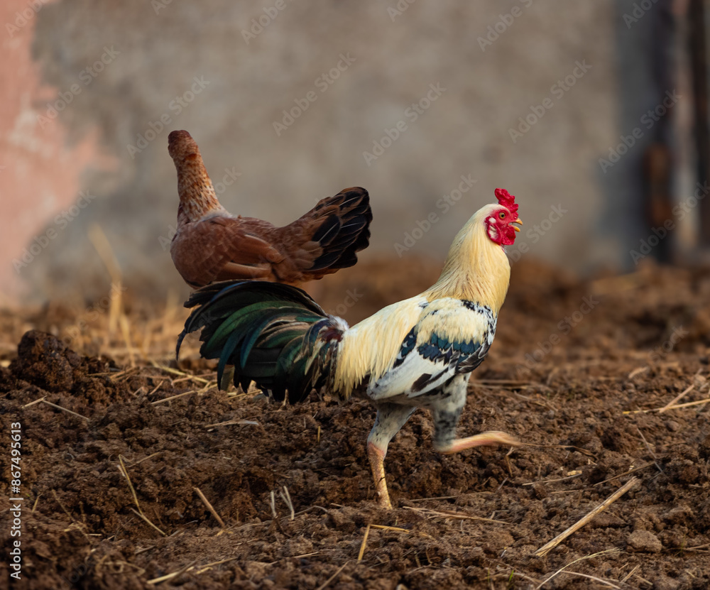 Colorful Roster chicken. Male and female chicken, Picture clicked in a ...