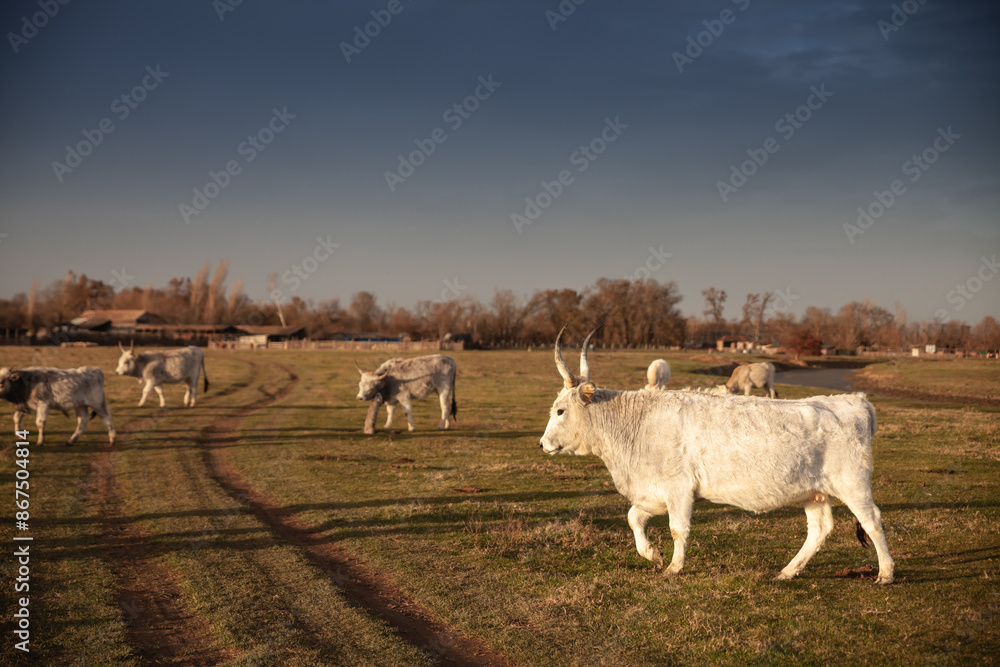 Picture of cow, a podolian cattle, standing in Vojvodina, Serbia at ...