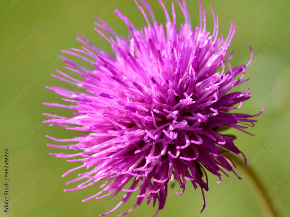 Red melancholy thistle (Cirsium heterophyllum) in the french Alps Stock ...
