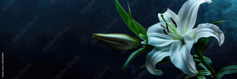 Funeral Service Background. Lily Blossom on Deep Blue, Traditional ...