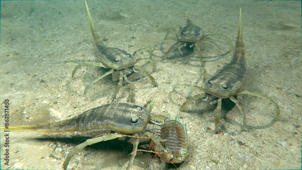 An illustration of the extinct Eurypterids Kokomopterus (sea scorpions ...