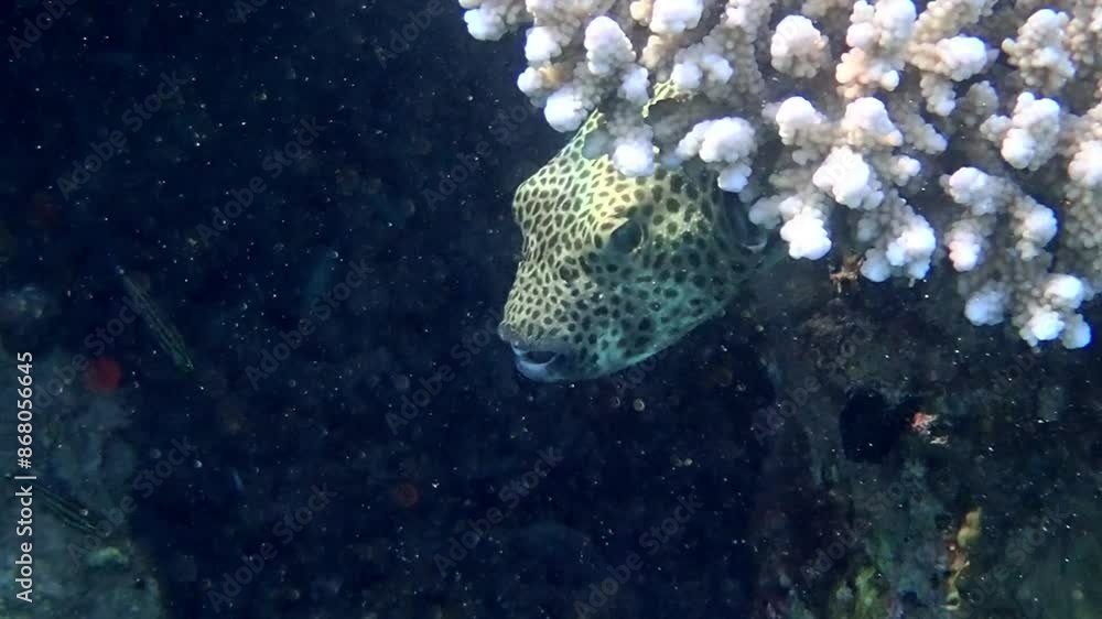 Pearl toby puffer fish, scientific name is Canthigaster margartata ...