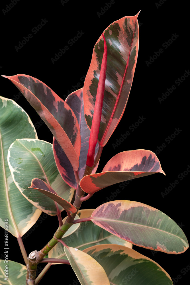 Poster Ficus elastica 'Ruby', a variegated rubber plant cultivar with leaves that emerge a ...