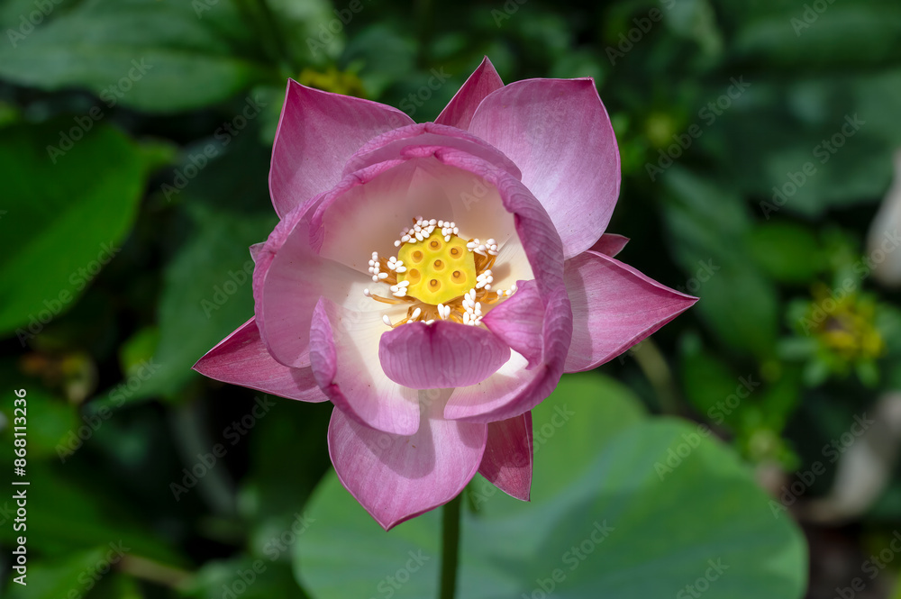 Pink lotus flower on a dwarf variety. Nelumbo nucifera 'Akari' growing ...