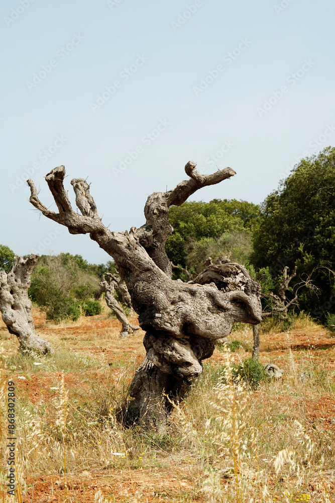 Gli effetti devastanti della Xylella, il batterio che sta uccidendo gli ...